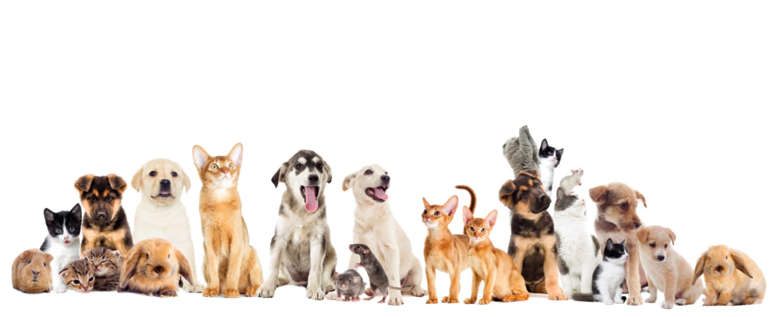 The Health Benefits of Pets | Tufts Health Plan Medicare Preferred The Health Benefits of Pets | Tufts Health Plan Medicare Preferred